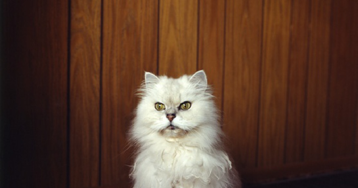 Press | Bruce Silverstein